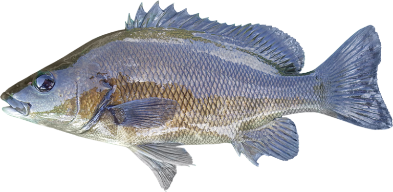 Sooty Grunter - Hastings Fly Fishers