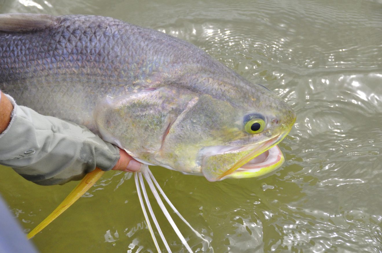Know Your Fish - Threadfin Salmon - Hastings Fly Fishers