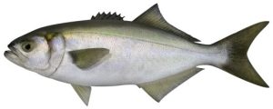 Know Your Fish - Tailor - Hastings Fly Fishers