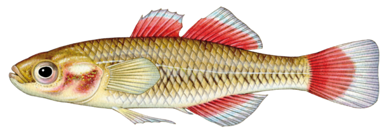 Australian Native Gudgeon - Know Your Fish - Hastings Fly Fishers