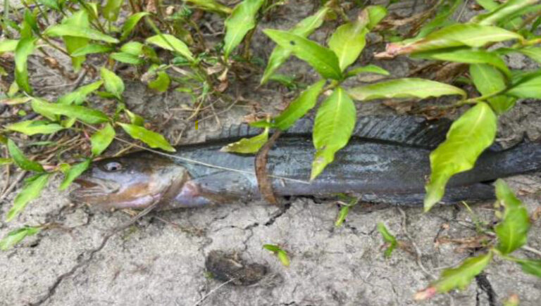 River Blackfish - Hastings Fly Fishers